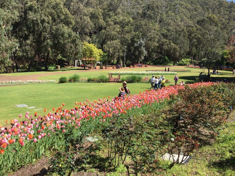 Araluen Botanic Park’s Tulip Festival – A Celebration of Spring Colours ...